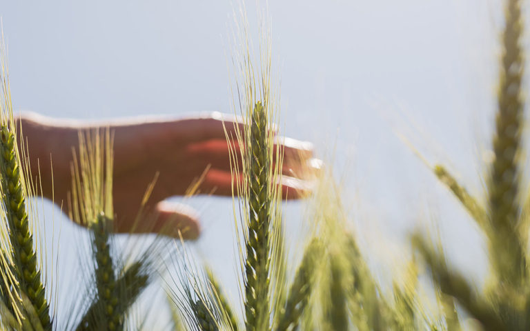 Australian Grain Technologies | Australia's Largest Plant Breeding…