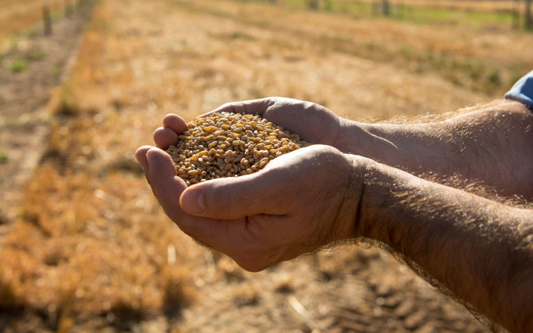 Seed Sharing™ | Australian Grain Technologies