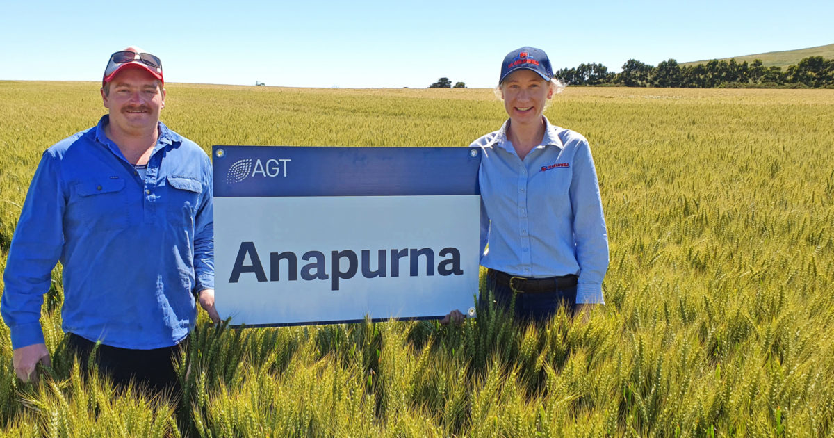 Anapurna wheat to crack 10 tonne | Australian Grain Technologies